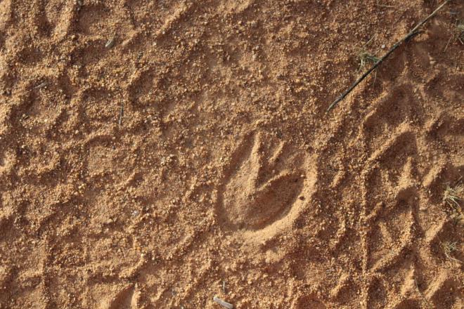 Zebra Tracks Net Worth 2024: Wiki Bio, Married, Dating, Family, Height ...